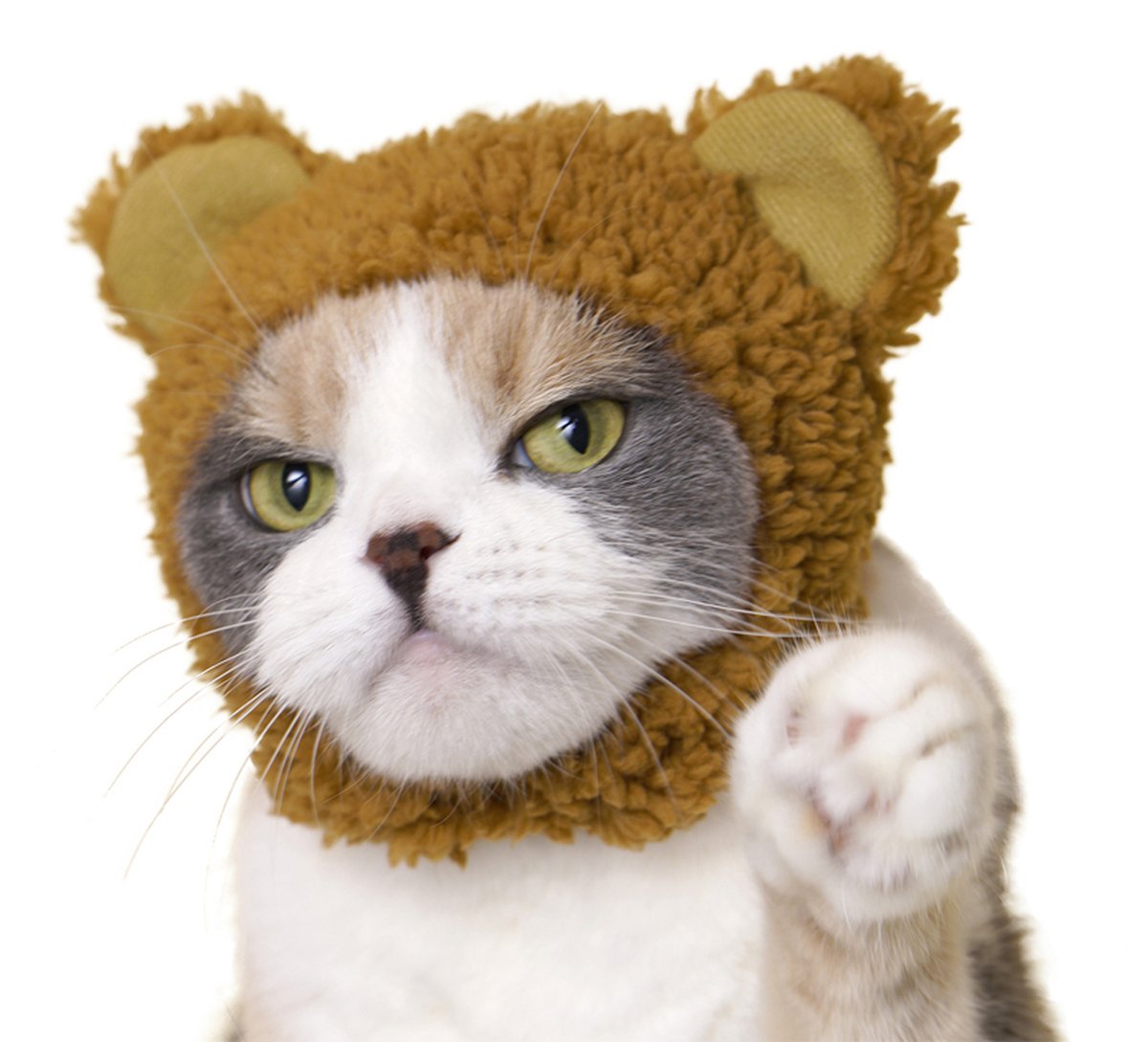 Cat Bear Cap - 1 random cap in a blind box – Off the Wagon Shop